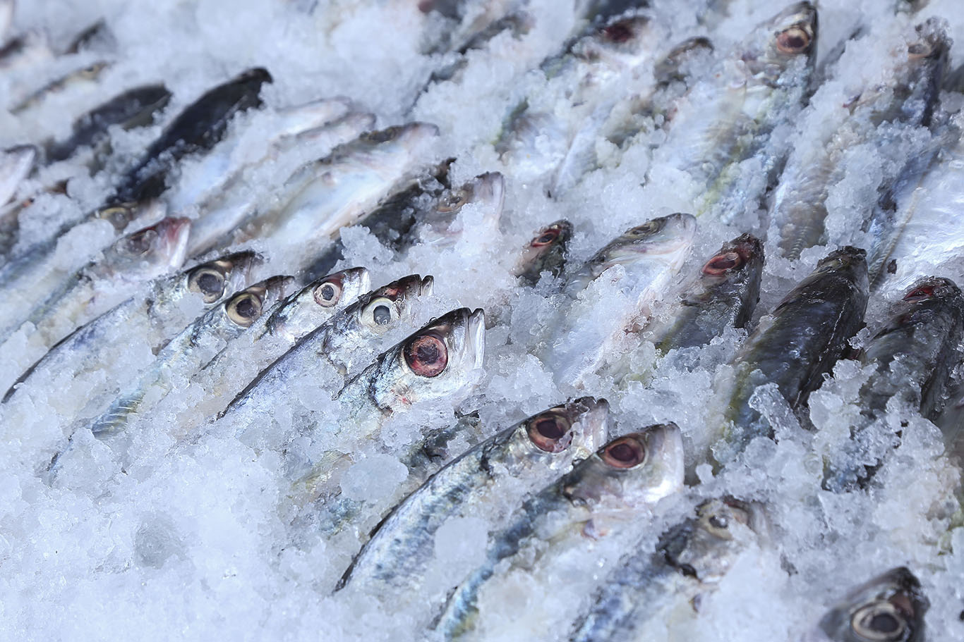 Find the Perfect Seafood for Your Needs | San Pya Shwe Ngar